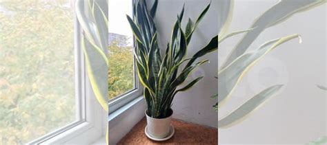 Комнатное растение Сансевиерия купить в Калининграде Товары для дома