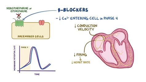 Class Ii Antiarrhythmics Beta Blockers Video Causes And Meaning Osmosis