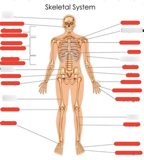 Diagrama De Biology Skeletal System Quizlet