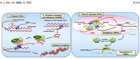 Regulation Of Gene Expression By Long Noncoding Rnas Long Nonprotein Download Scientific