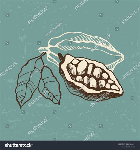 Two Cocoa Beans Hand Drawn Vector Stock Vector Royalty Free Shutterstock