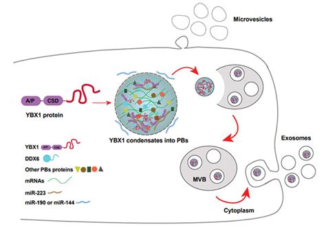Selective Sorting Of Micrornas Into Exosomes Exosome Rna