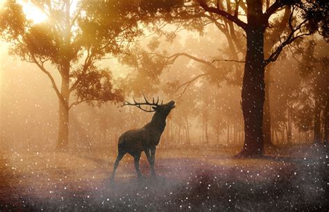 Deer Forest Wallpapers Wallpaper Cave