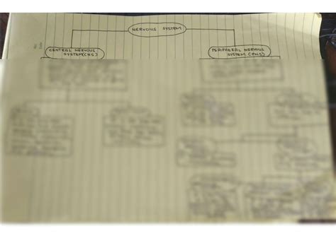 Solution Divisions Of Nervous System Studypool