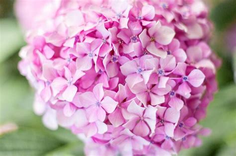 Premium Photo Hydrangea Flower Hydrangea Macrophylla Or Hortensia Flower With Green Stem And