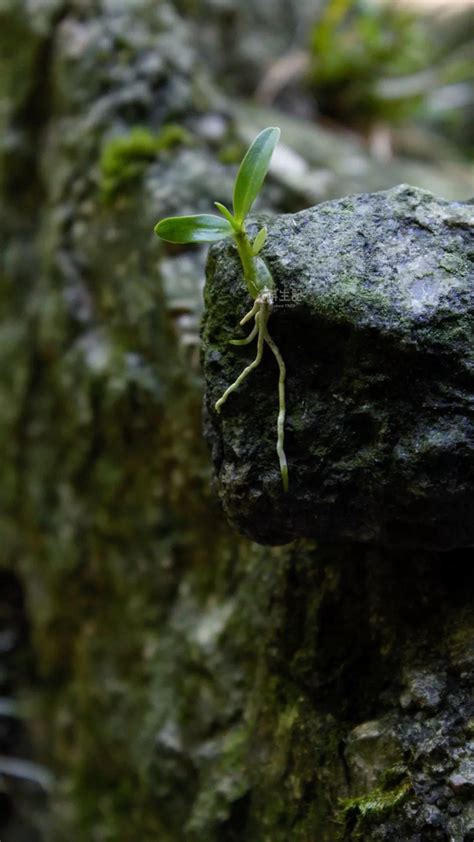 活动挺进大别山共赴仙草之约 安徽斛生记生物科技有限公司