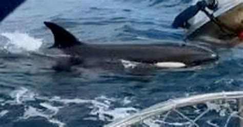 Terrifying Moment Pod Of Killer Whales Attack And Sink Yacht In 45