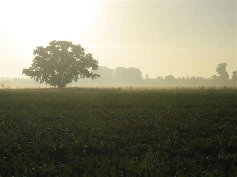 Trees In The Mist Free Photo Download FreeImages