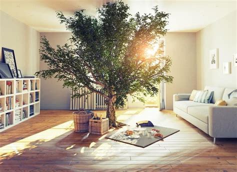 ¿qué Debes Saber Antes De Sembrar Un árbol En Casa Mejor Con Salud