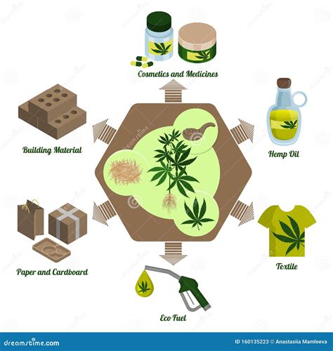 Hemp Plant Cannabis Leaf And Hemp Processing Products Processing Infographics Stock Vector