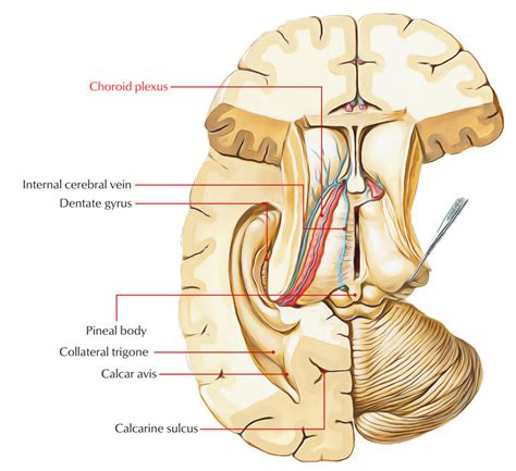 Choroid Plexus Earths Lab