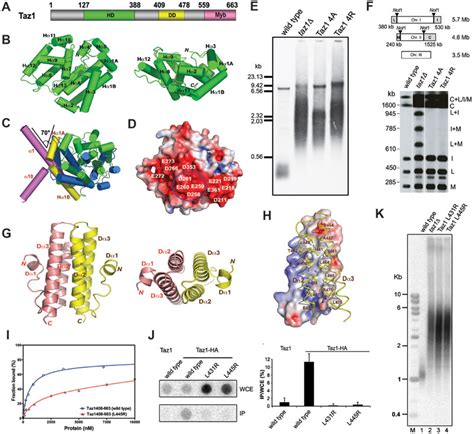 Structural And Functional Analyses Of Fission Yeast Telomere Binding