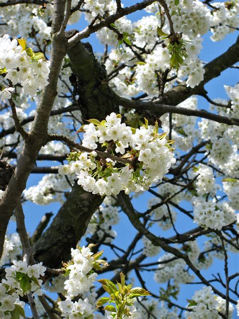 картинки дерево природа филиал цвести белый цветок Пища весна производить вишня в
