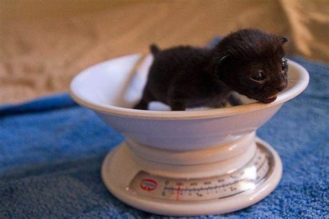 Чем и сколько раз кормить котенка 1 месяц без кошки в домашних условиях можно ли давать