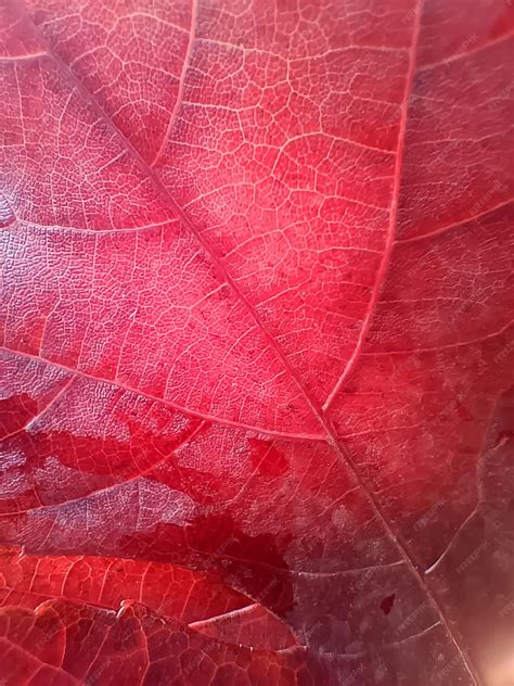 Premium Photo Red Maple Leaf Texture