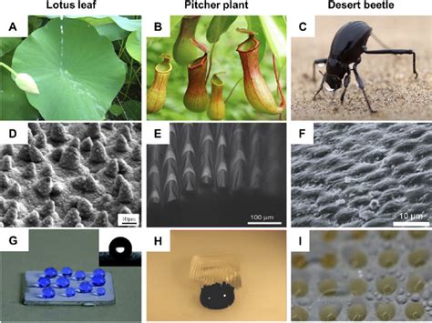Natural Surfaces With Superwettability And Their Multiscale Structures Download Scientific