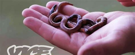 Formicophilia Is The Sexual Interest Of Small Insects Or Worms Crawling Over One S Body The