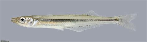 Brook Silverside Alchetron The Free Social Encyclopedia