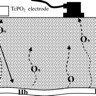 Simple Model Of Oxygen Diffusion In Tissue Download Scientific Diagram