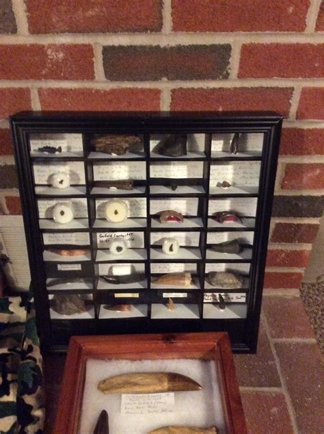 Display Ideas For Loose Fossils Member Collections The Fossil