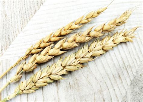 Дисбаланс между внутренними и экспортными ценами на пшеницу наблюдается в Казахстане АПК Новости