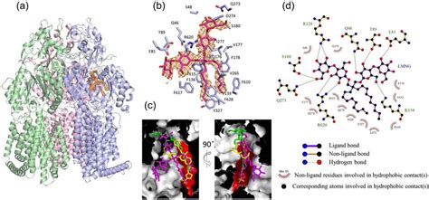 Crystal Structure Of Lmng Bound Mexb A Whole Trimer Structure Of