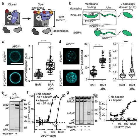 Structural Basis Of An Endocytic Checkpoint That Primes The Ap2 Clathrin Adaptor For Cargo
