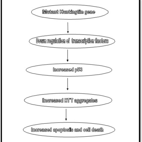 Cag Repeats And Its Role In Translation Of Huntingtin Protein Download Scientific Diagram