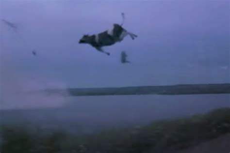 Flying Cow Tornado Bismarck Celebrates Ollie The Flying Cow Daily