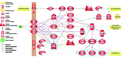 Adherens Junction Assembly Cadherins Pathway Using Gene Set Download Scientific Diagram