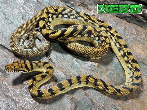 Sorong Barneck Scrub Python By New England Reptile Distributors Morphmarket