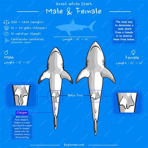 Premium Vector Great White Shark Male And Female