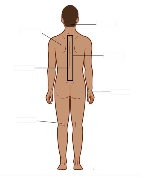 BI 121 LAB Body Organization Back Diagram Quizlet