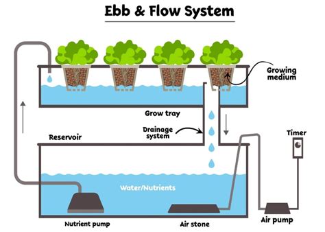 A Beginners Guide To Ebb And Flow Hydroponic Systems Greendripgrow Revolutionizing