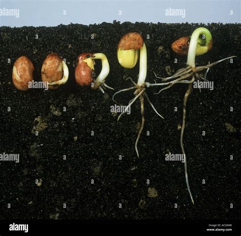 Germination Of Bean Seeds