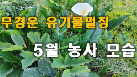 영상 102 무경운 연차 혼작재배 자연농 5월 농사 모습 Youtube