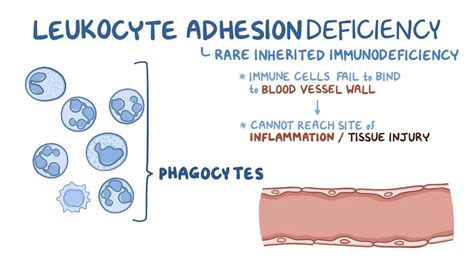 Video Leukocyte Adhesion Deficiency Osmosis
