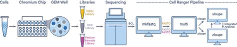 Gene Expression V D J Feature Barcode Analysis With Cellranger Multi Software Single Cell