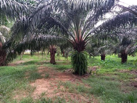 ขาย ที่ดิน ใกล้เขื่อน นฤบดินทร แก่งดินสอ นาดี ปราจีนบุรี Ennxo