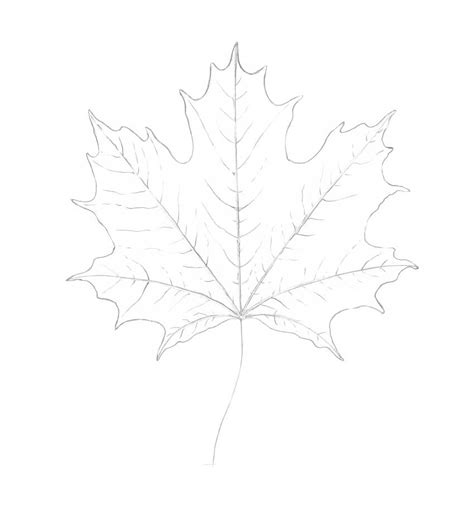 How To Draw A Leaf Step By Step