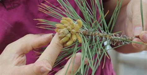 Pine Pollen For Energy Mood And Libido Bio Gold New Zealand