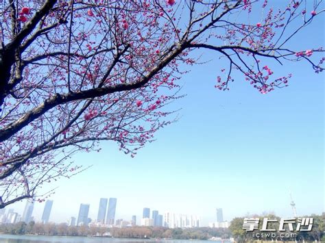 组图｜红梅报春春意浓 民生 长沙晚报网