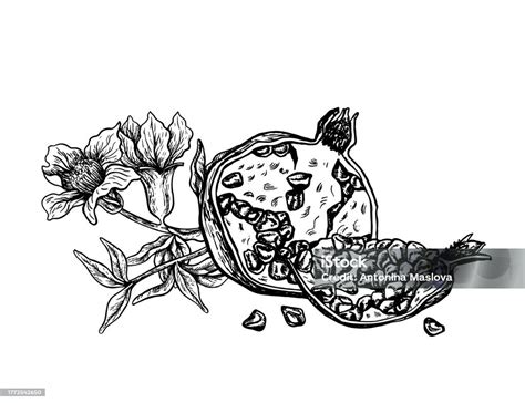 꽃이 만발한 가지와 석류의 절반과 조각 손으로 그린 흑백 그래픽 벡터 그림 흰색 배경에 고립되어 있습니다 포장 배너 및 메뉴