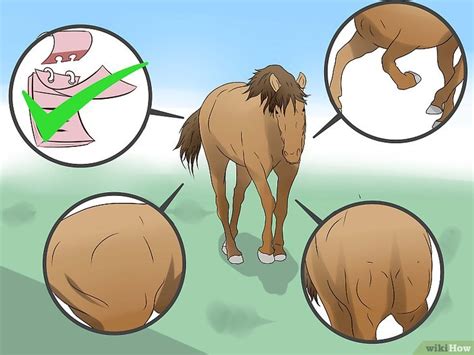 Cómo Hacer Que Un Caballo Corra Más Rápidamente 13 Pasos