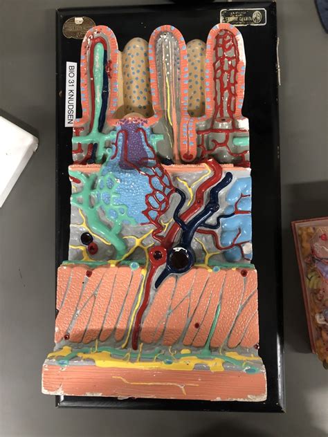 Intestine Diagram Quizlet