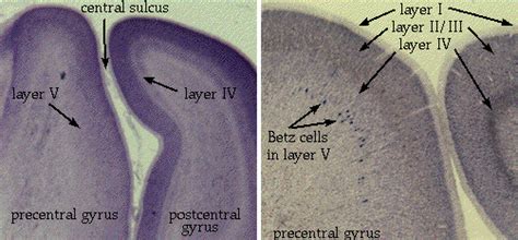 A Special Thanks To The Washington University School Of Medicine