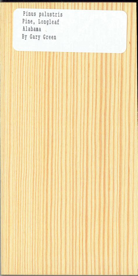 Pinus Palustris Gw Green