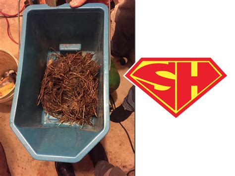 Tree Roots Cause Sewer Line Damage Sewerheroes