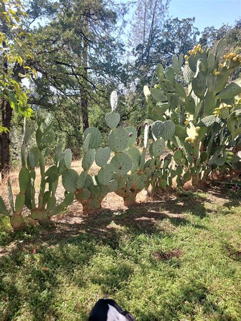Garden And Outdoor For Sale In Redding California Facebook Marketplace