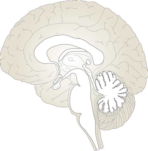 Más De 3 000 Vectores De Cerebro Humano Y Cerebro Gratis Pixabay
